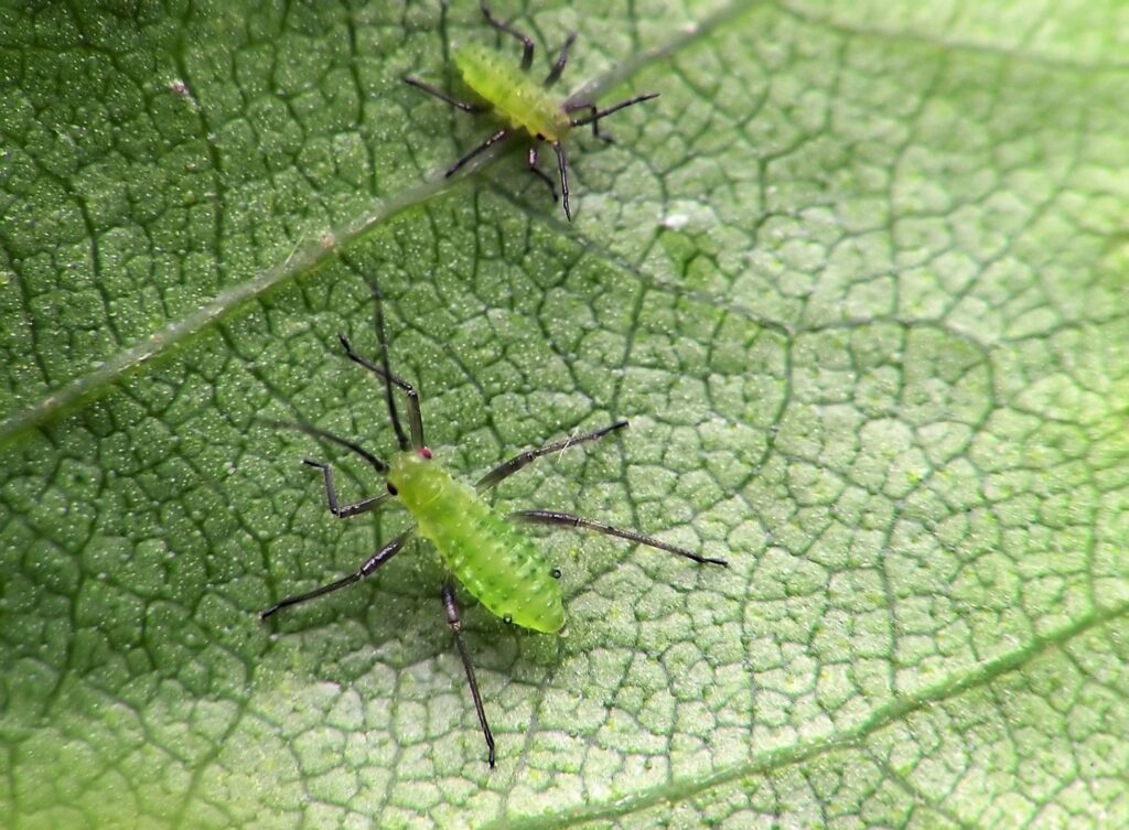 Professional Pest Control Services in Chino Hills, CA