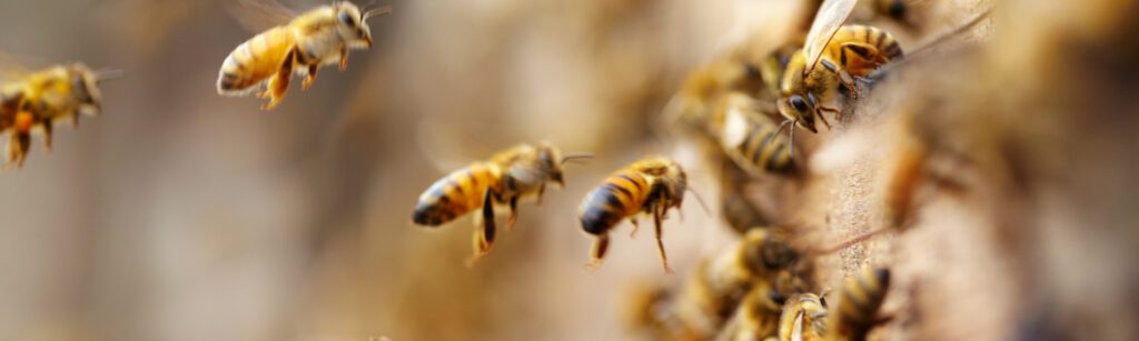 Professional Bee Removal Services in Chino Hills, CA
